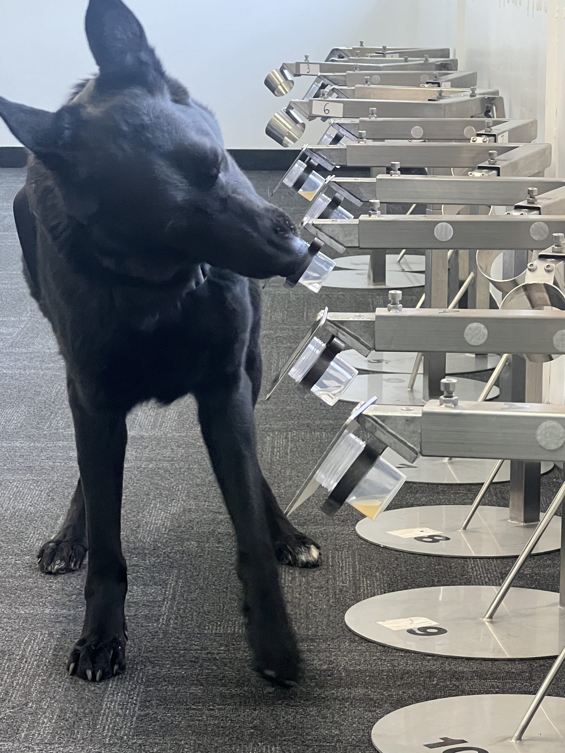 Cancer Detection Success of K9 Medical Detection Dogs - ILT Foundation