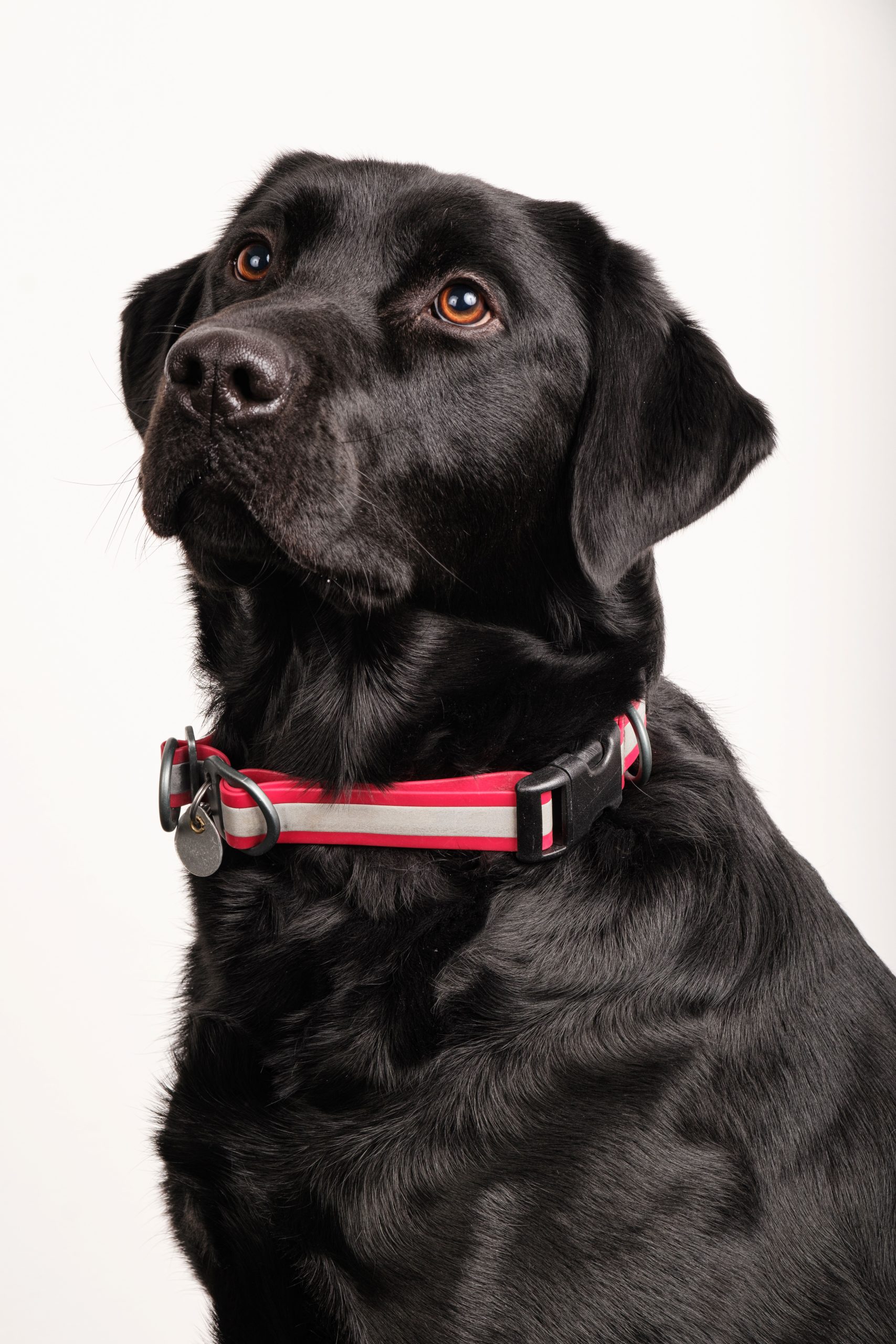 Cancer Detection Success of K9 Medical Detection Dogs - ILT Foundation